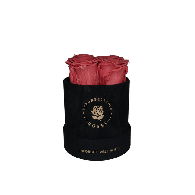 Unforgettable velvet – Unforgettable Roses